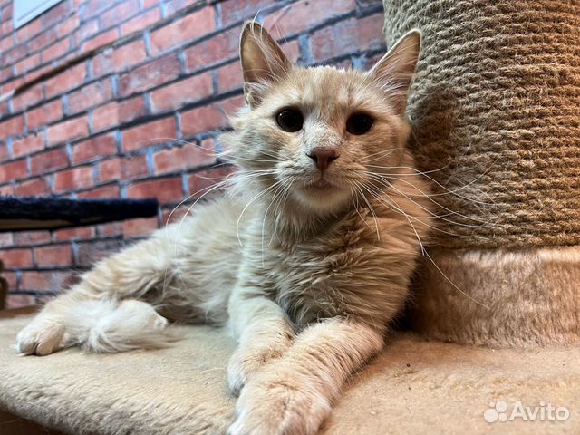 Котенок Оскар 6 мес