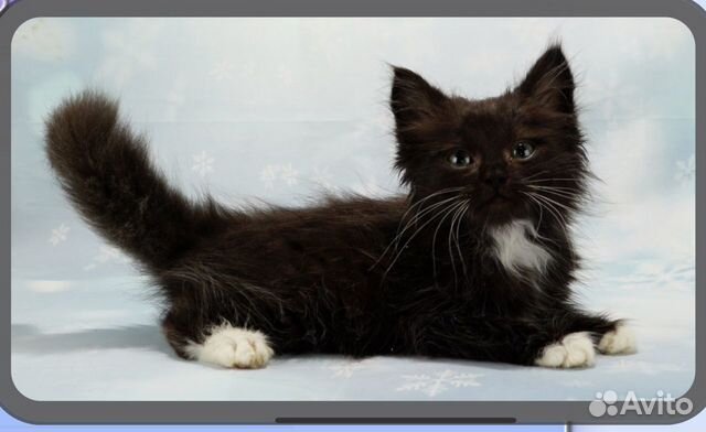 Сибирский котенок с док-ми 2 мес