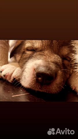 Собака алабай помесь овчарки ищет хозяина