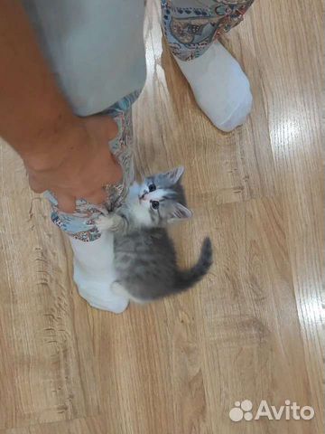 Котенок деревенский