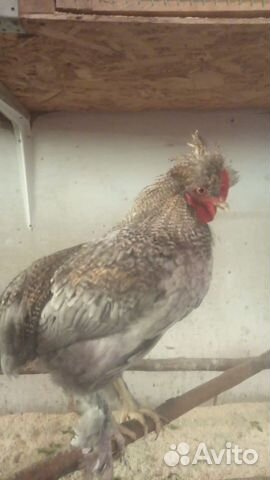 Петухи Породистые