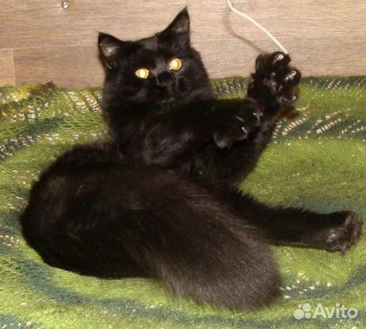 Великолепный котенок Диего 4,5 месяца в дар