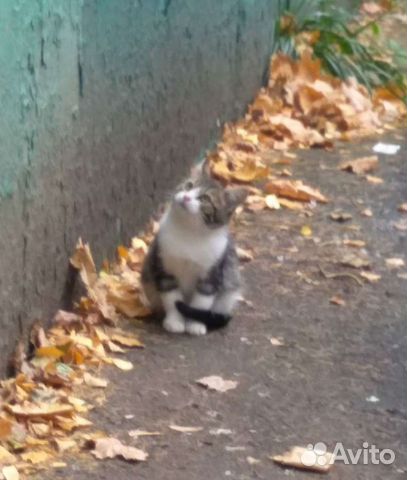 Помогите спасти котенка