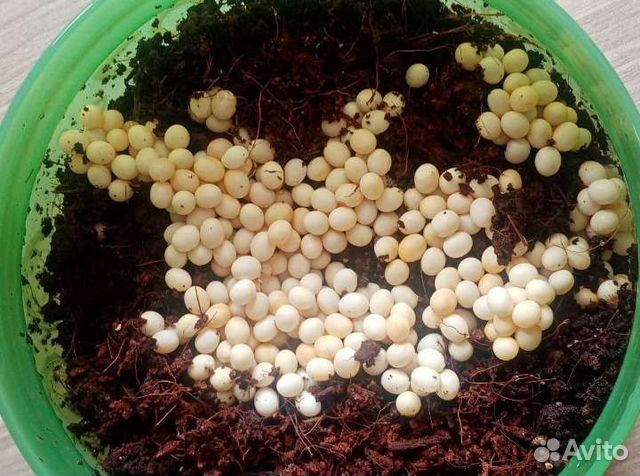 Яйца улиток ахатины