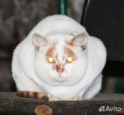 Котюшка по имени Ласкун очень просится домой
