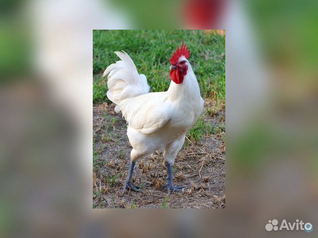 Цыплята подрощенные Бресс-Гальской породы