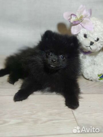 Щенки немецкого шпица