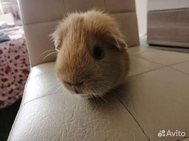 Морская свинка