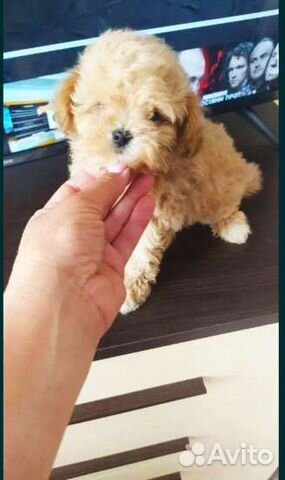 Мини мальтипу