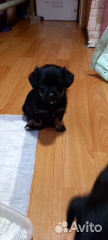 Щенки той-терьера