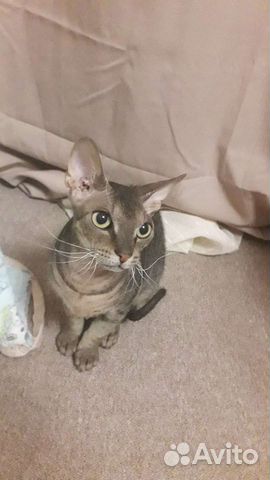 Сфинкс донской