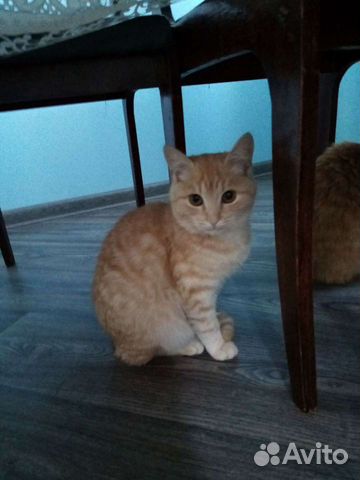 Котик ищет дом