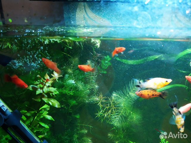 Аквариумные рыбки пецилии