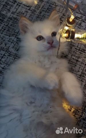 Котята рэгдолл с документами, мальчик и девочка