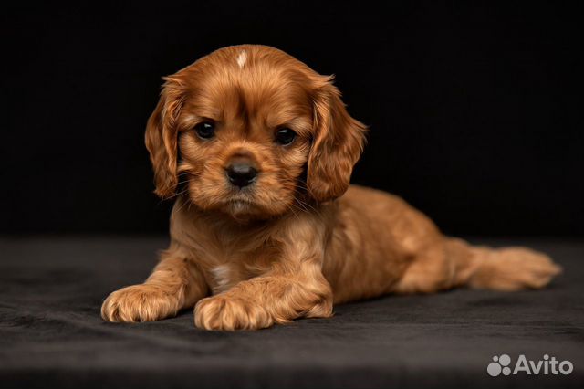 Щенок кавалер кинг чарльз спаниель мальчик рубин