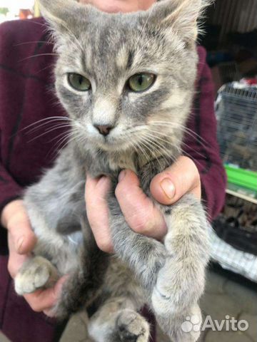 Котенок Серго