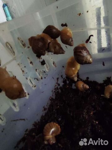 Улитки ахатины альбино тигр бесплатно улитята