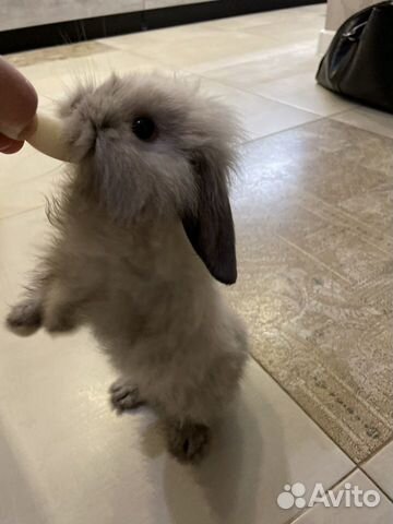 Кролик каликовый вислоухий