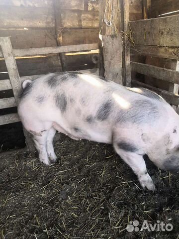 Хряк пьетрен