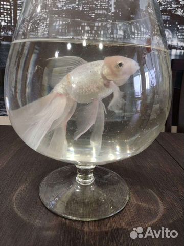 Золотая рыбка