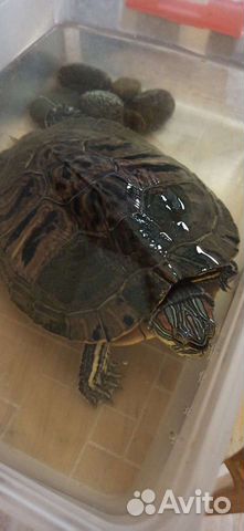 Черепаха водная