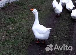 Гусь