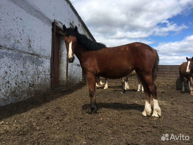 Владимирские лошади