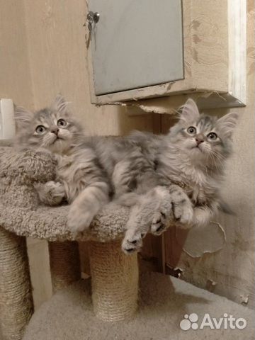 Шикарные сибирские котята