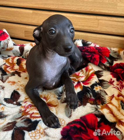 Щенки левретки