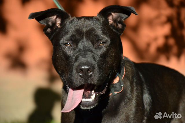 Отдам метиса