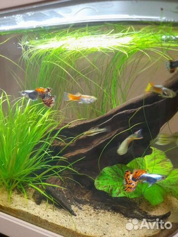 Аквариумные рыбки гуппи