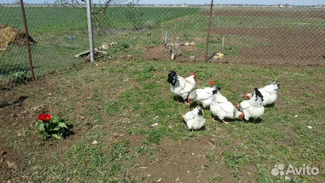 Куры несушки продам