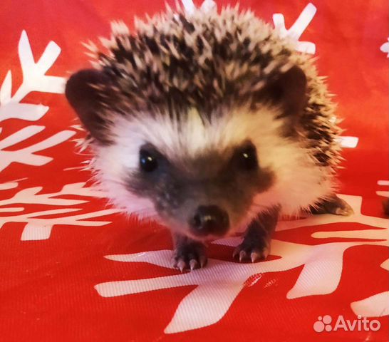 Африканские карликовые ежики