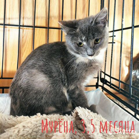 Котёнок мурёна, 3.5 мес., дымчато-серого окраса