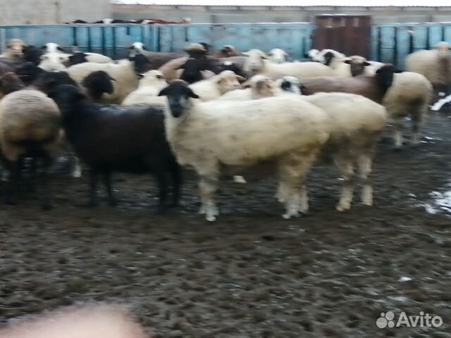 Матки овцематки на развод