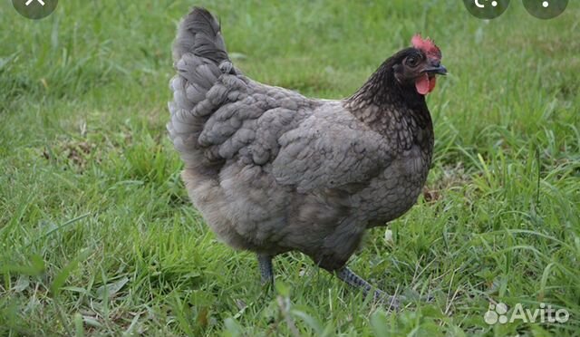 Молодки Доминанты, Голошейки