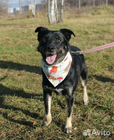 Любит людей до безумия, маленький и ручной