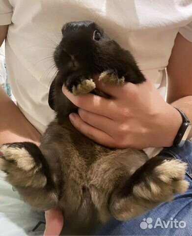 Кролик карликовый баран