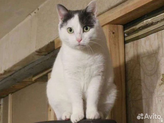 Котик Лаврик