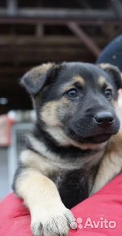 Мише и Маше очень нужен дом