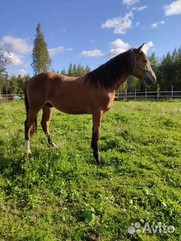 Чистопородный жеребчик белорусской упряжной породы
