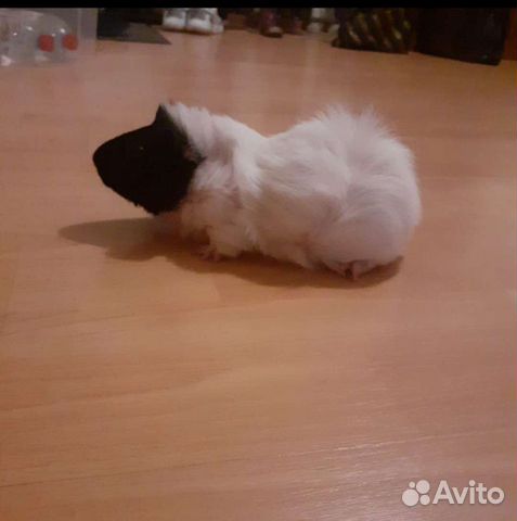 Морская свинка с клеткой