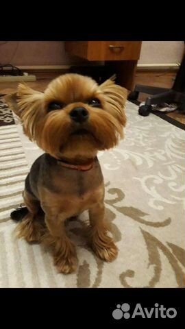 Йоркширский терьер