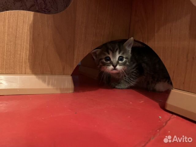 Котята метисы в добрые руки