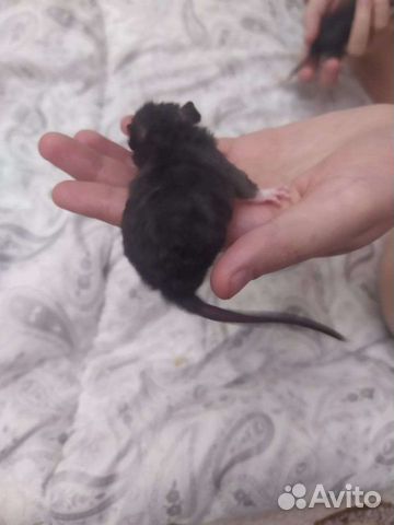 Декоративная крыса