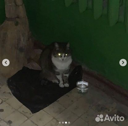 Помогите спасти кошку