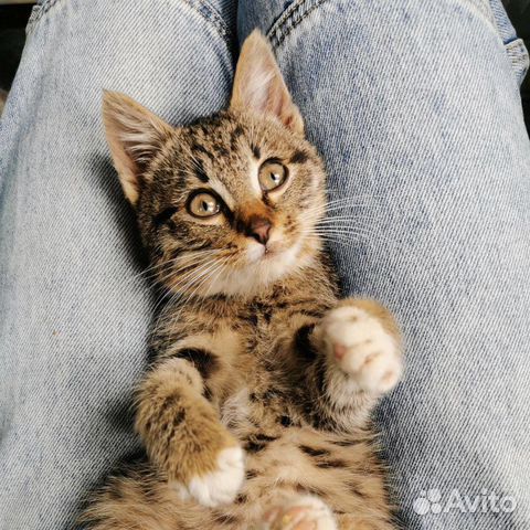 Котенок Оливер ищет дом