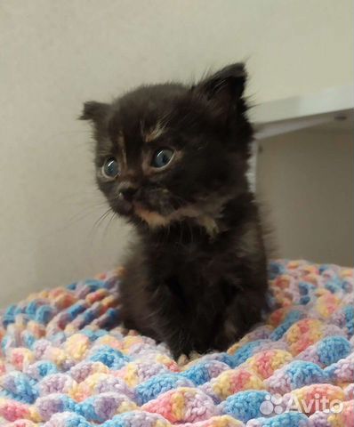 Котёнок девочка, метис вислоухой