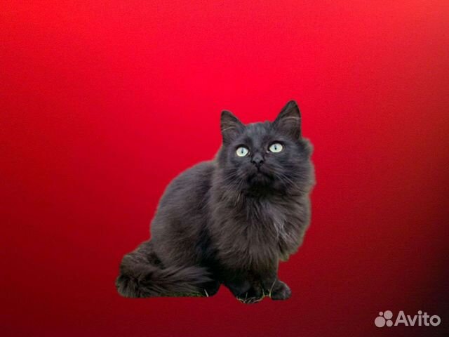 Сибирский котенок девочка в добрые руки