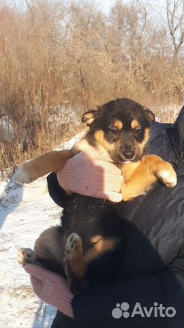 Щенки крупные возможна доставка